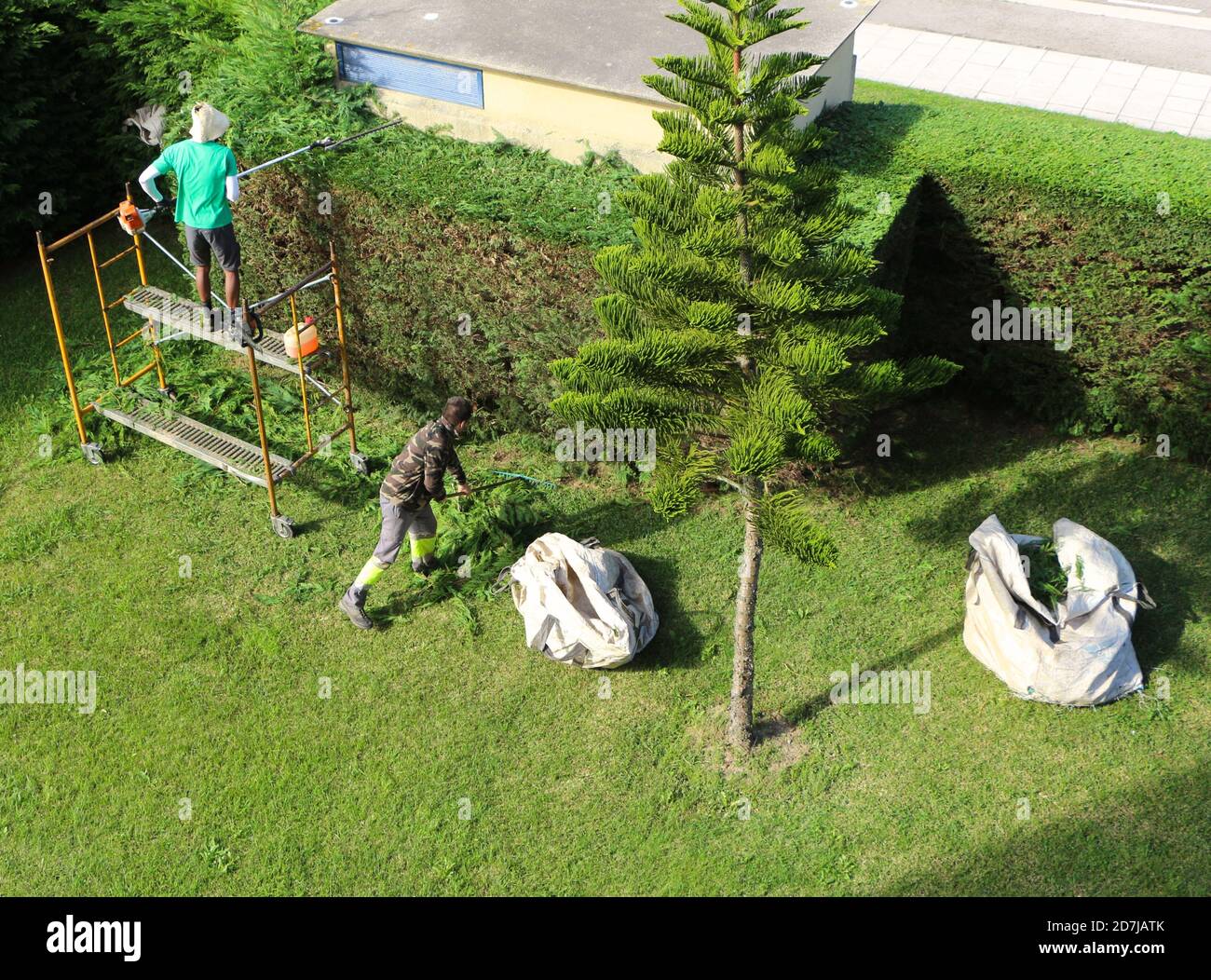 Man cutting a tall hedge of fir trees with a petrol powered long hedge ...