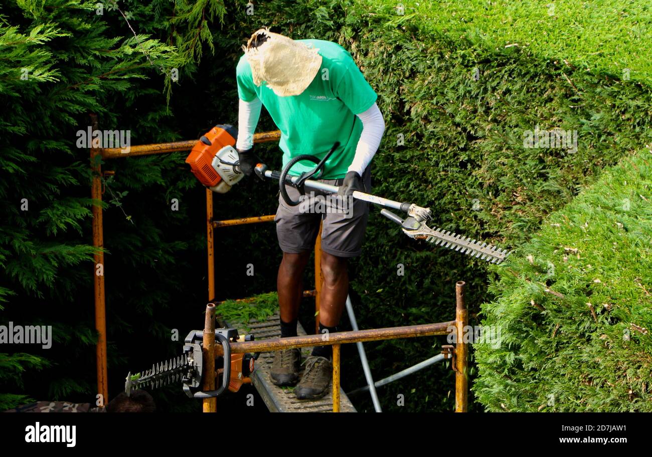 Man cutting a tall hedge of fir trees with a petrol powered long hedge ...