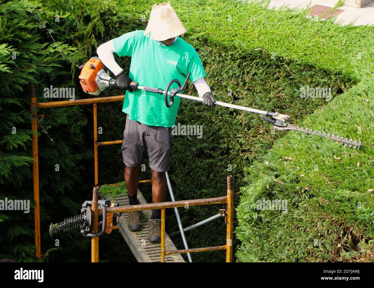 Man cutting a tall hedge of fir trees with a petrol powered long hedge ...