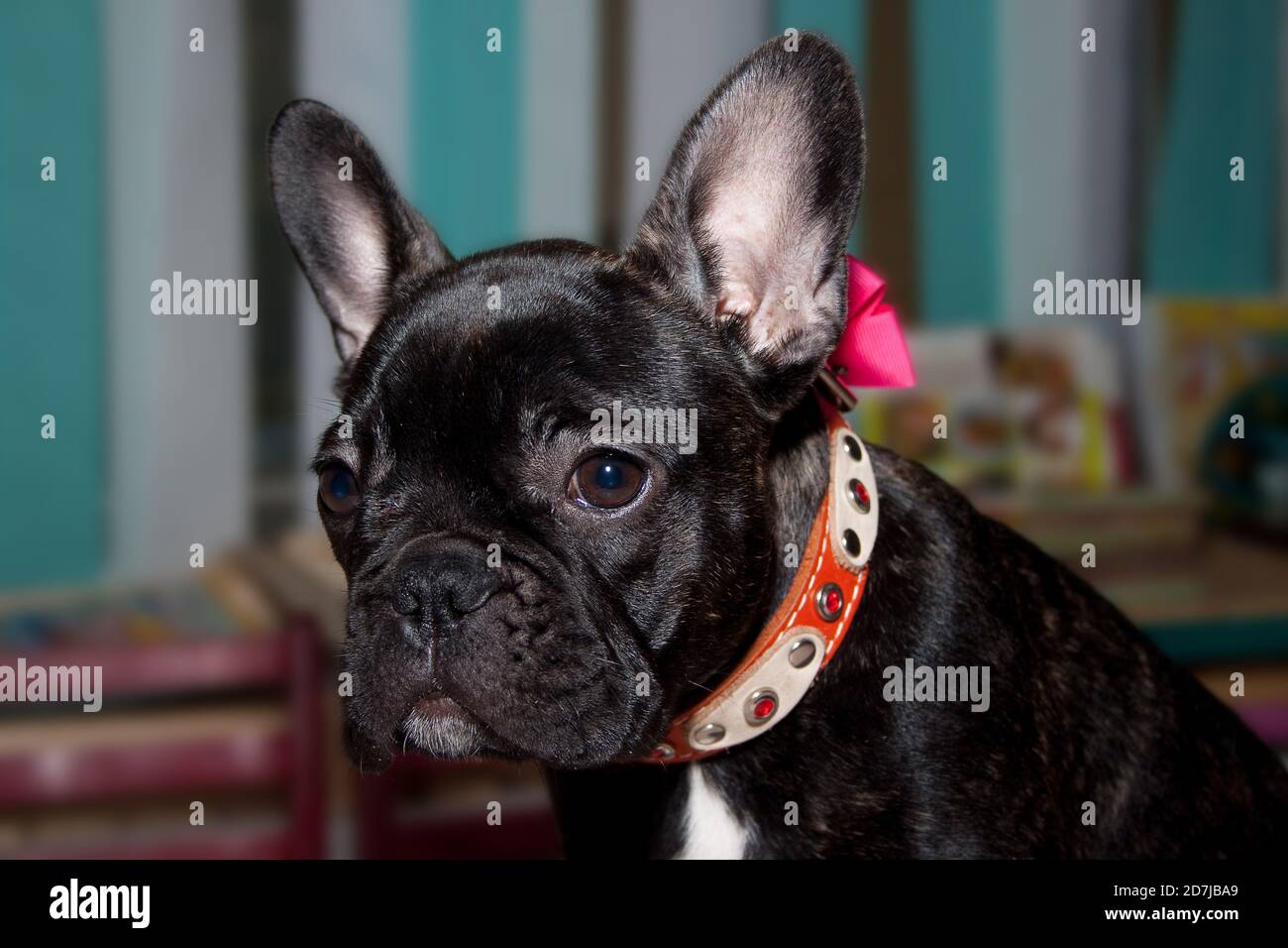 Sad french bulldog close up. Four month old. Pet animals Stock Photo ...