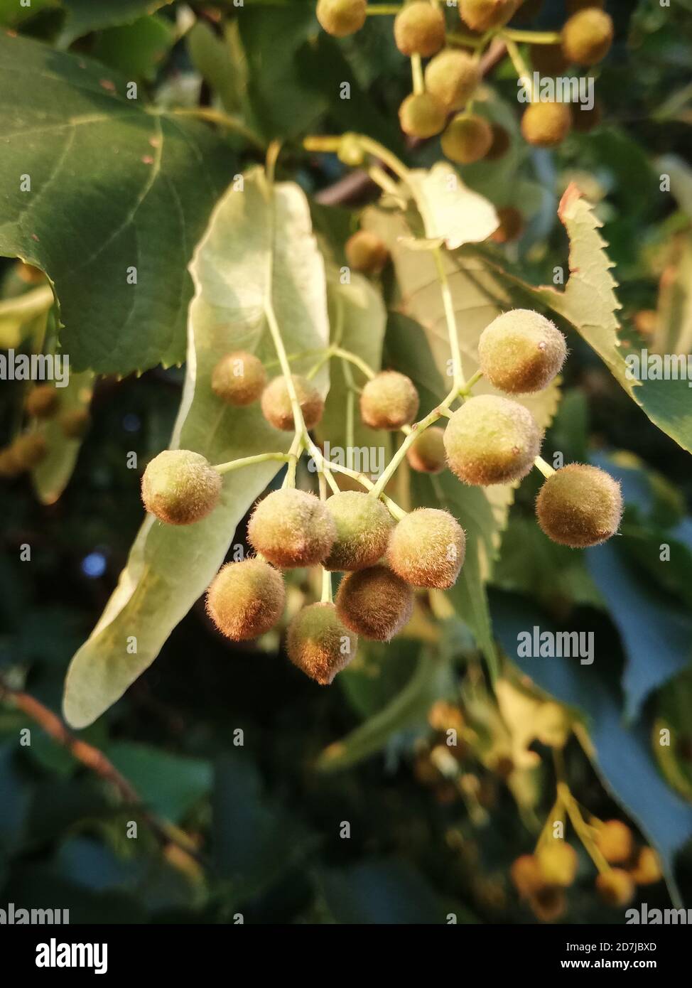 Linden tree with fruit hi-res stock photography and images - Alamy