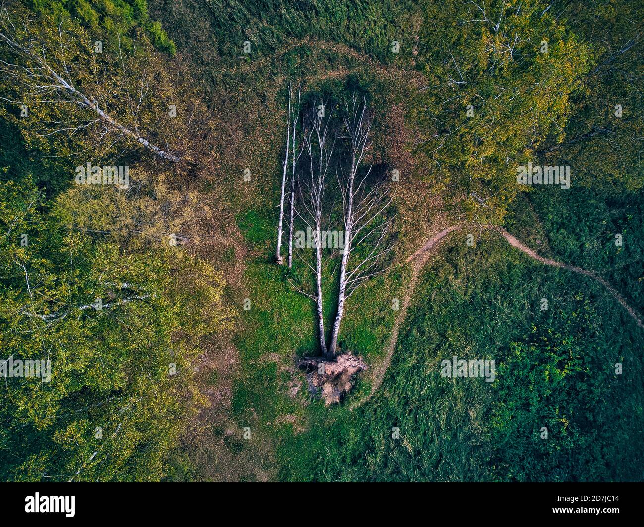 Aerial view of fallen damaged trees in green forest Stock Photo - Alamy