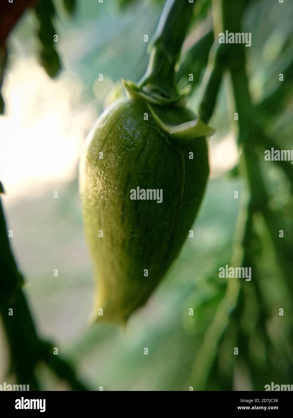 Green bud of pine in backlit, macrophotography Stock Photo - Alamy