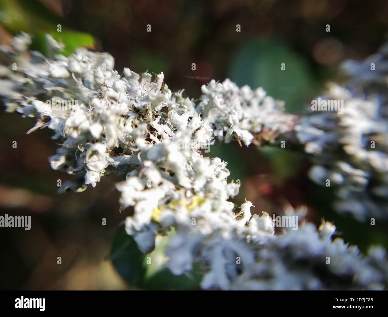 White moss hi-res stock photography and images - Alamy