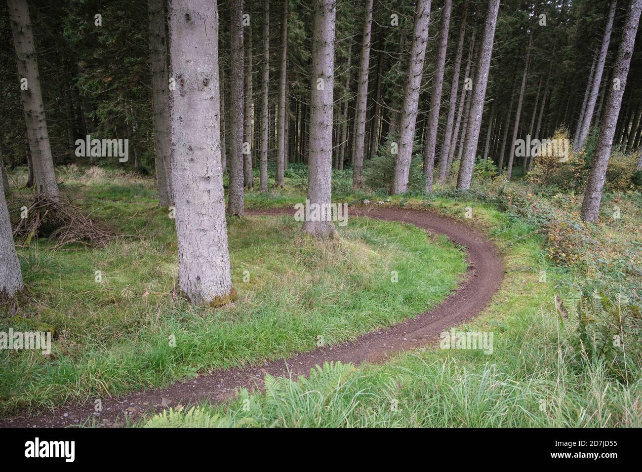 Mountain bike trails at Kielder, Northumberland, England, UK Stock ...