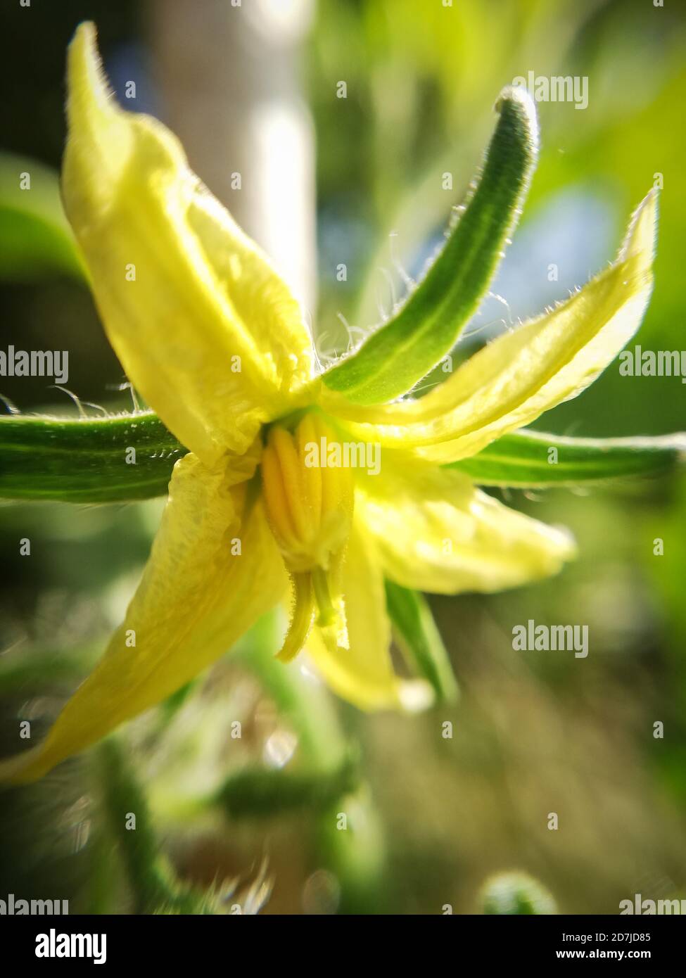 Tomato plant flower hi-res stock photography and images - Alamy