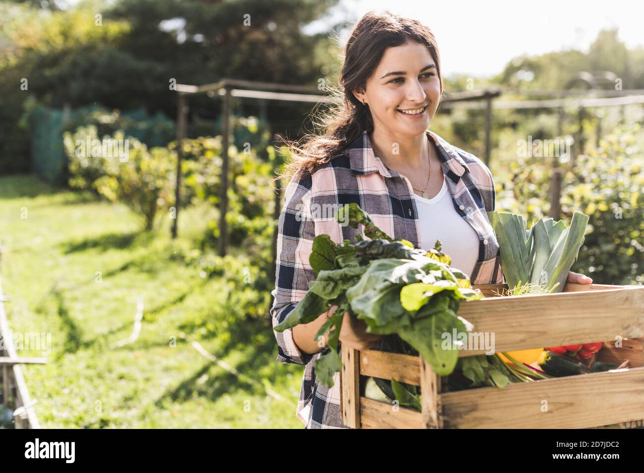 Smiling woman carrying wooden crate with vegetables in community garden ...