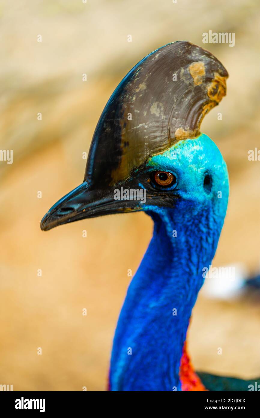 Cassowary close-up. Cassowary head. Big aggressive bird Stock Photo - Alamy