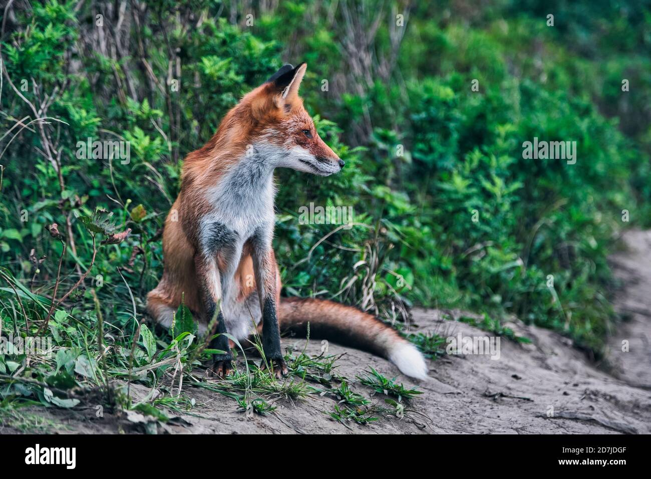 Fox sitting hi-res stock photography and images - Alamy