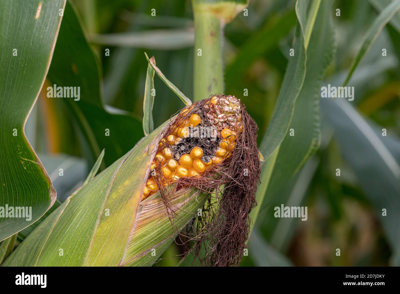 Closeup of ear of corn on cornstalk with missing kernels and damage on ... Closeup of ear of corn on cornstalk with missing kernels and damage on ...
