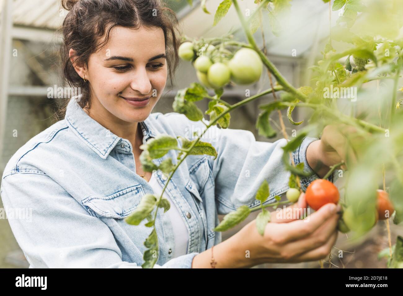 Woman picking tomatoes greenhouse hi-res stock photography and images - Alamy