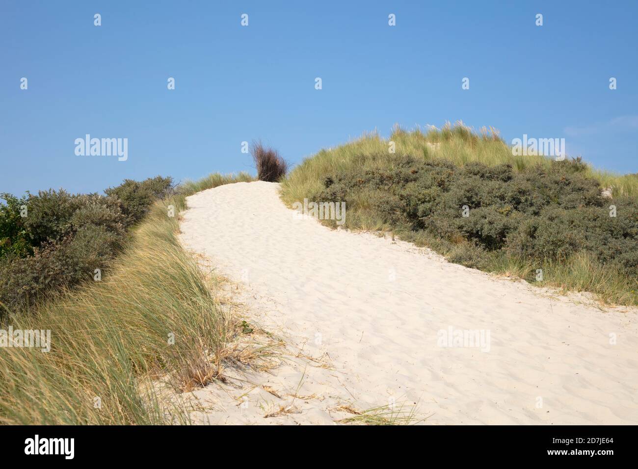 Grass on beach sand hi-res stock photography and images - Alamy