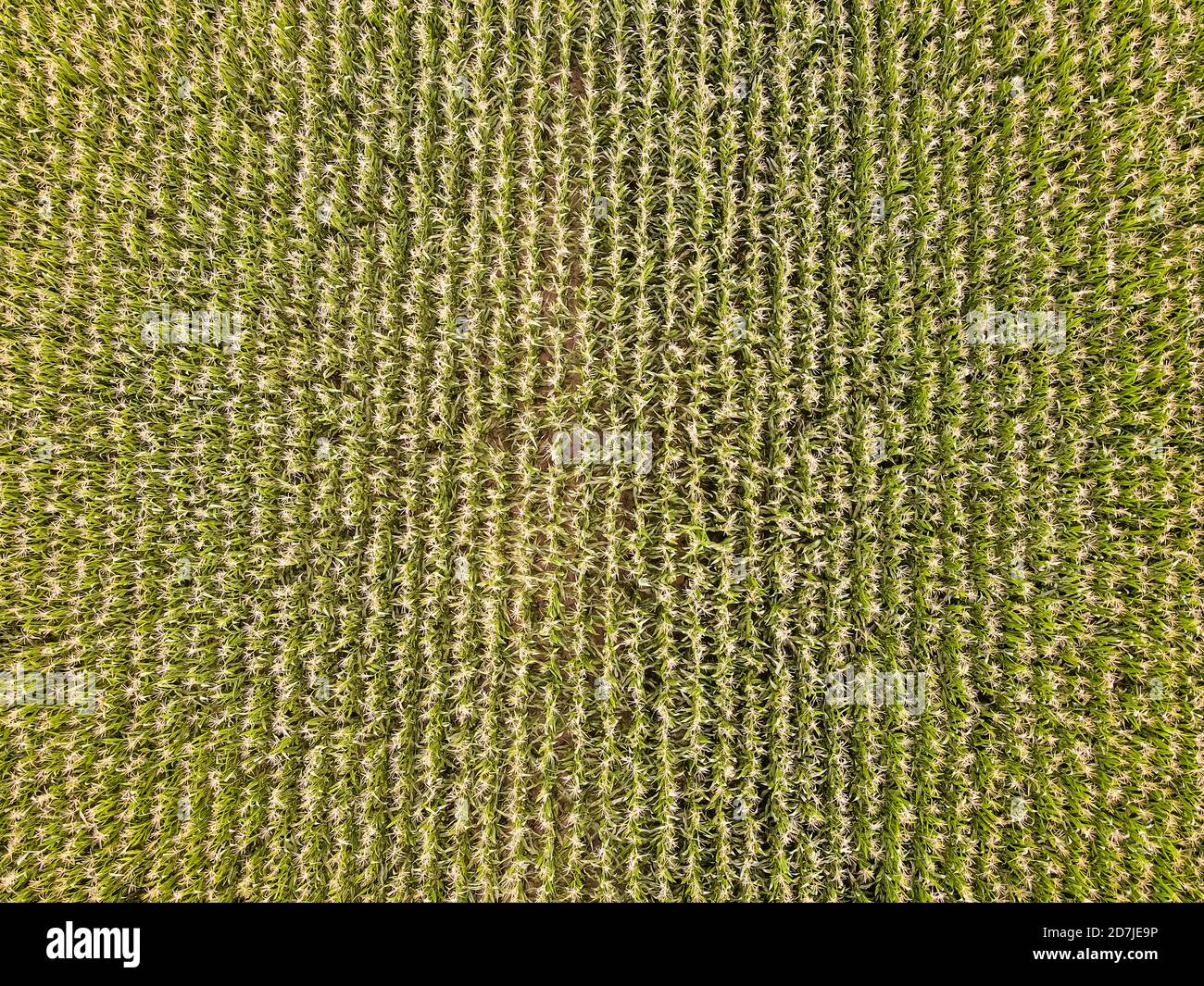 Drone view of green crops growing in field Stock Photo - Alamy