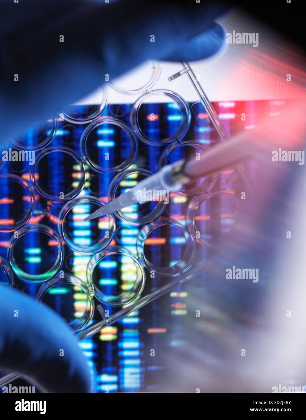 Scientist pipetting sample in multi well plate for DNA analysis with ...