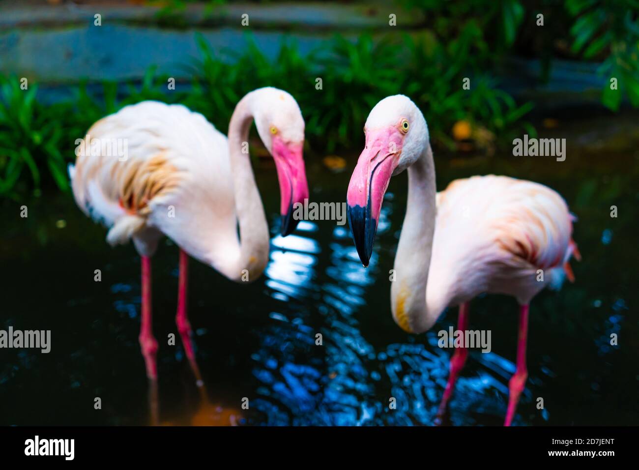 Flock of pink flamingos in the zoo pond Stock Photo - Alamy