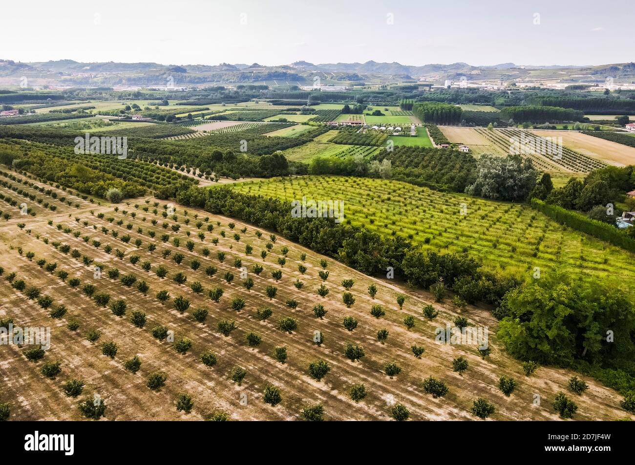 Drone view of field crops growing in rows Stock Photo - Alamy