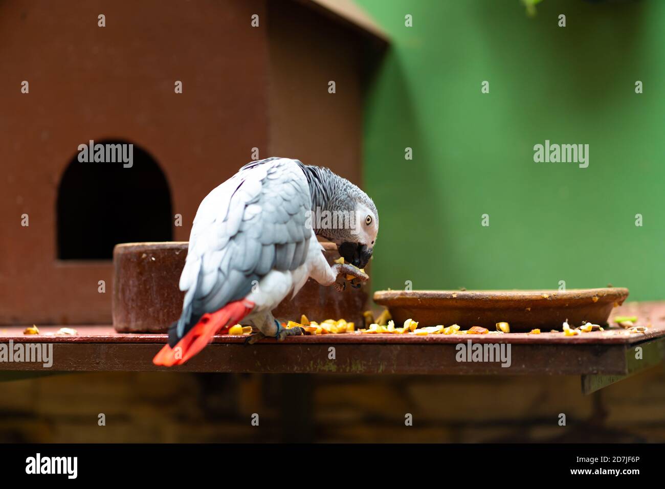 Jako parrot hi-res stock photography and images - Alamy