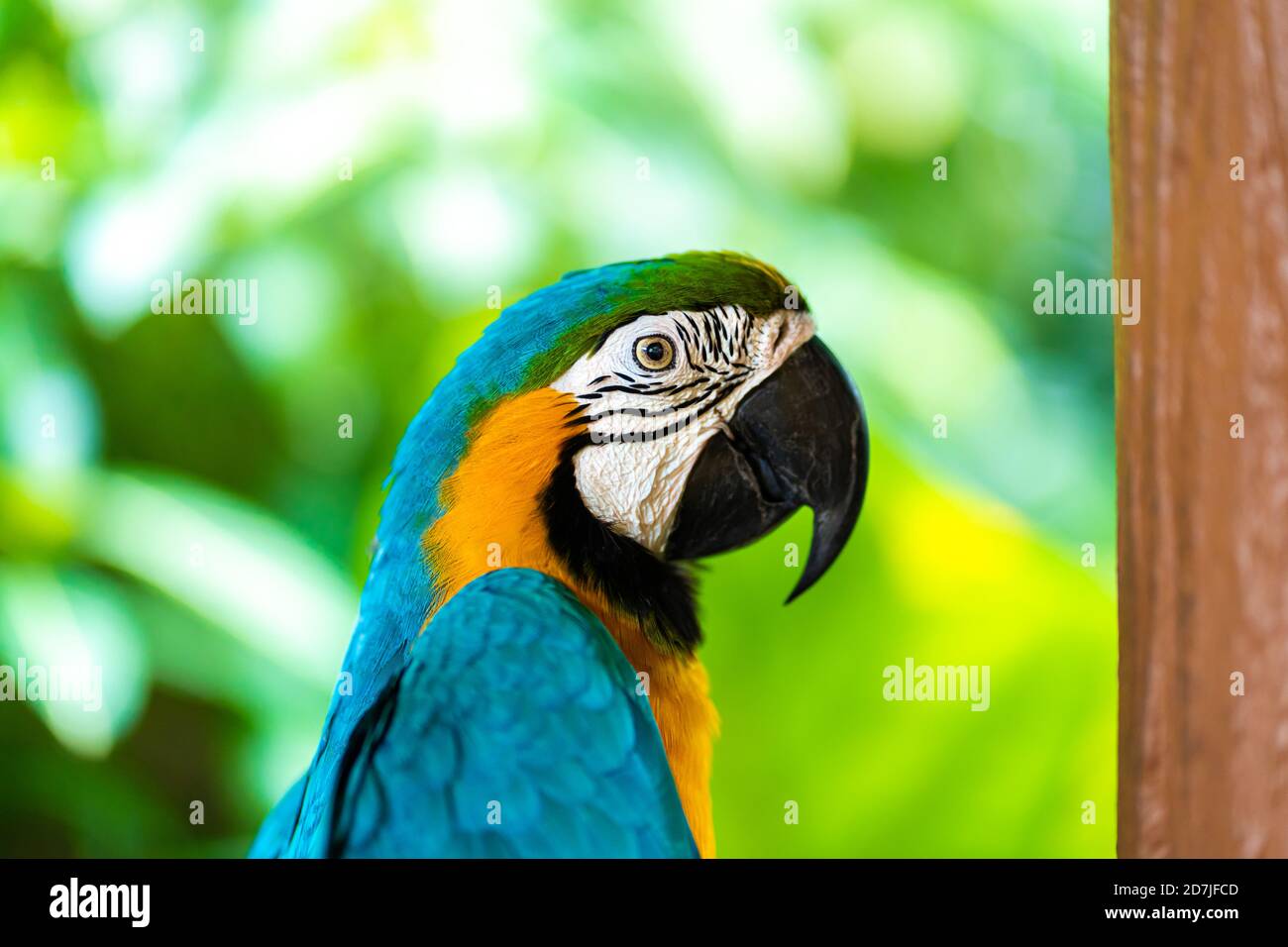 Blue Parrot Red Beak High Resolution Stock Photography and Images - Alamy