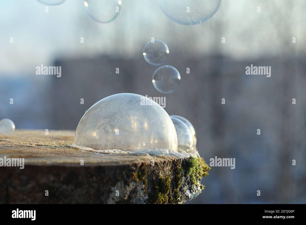 Soap bubbles freeze in the cold. Winter soapy water freezes in the air ...