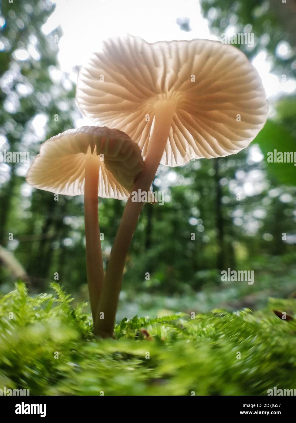Two fragile mushroom view from below, autumn in the forest, macro ...