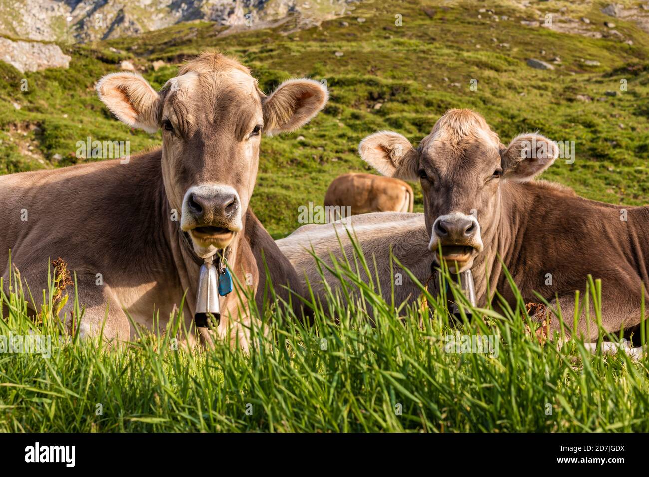 Portrait of two cows relaxing in grass Stock Photo - Alamy