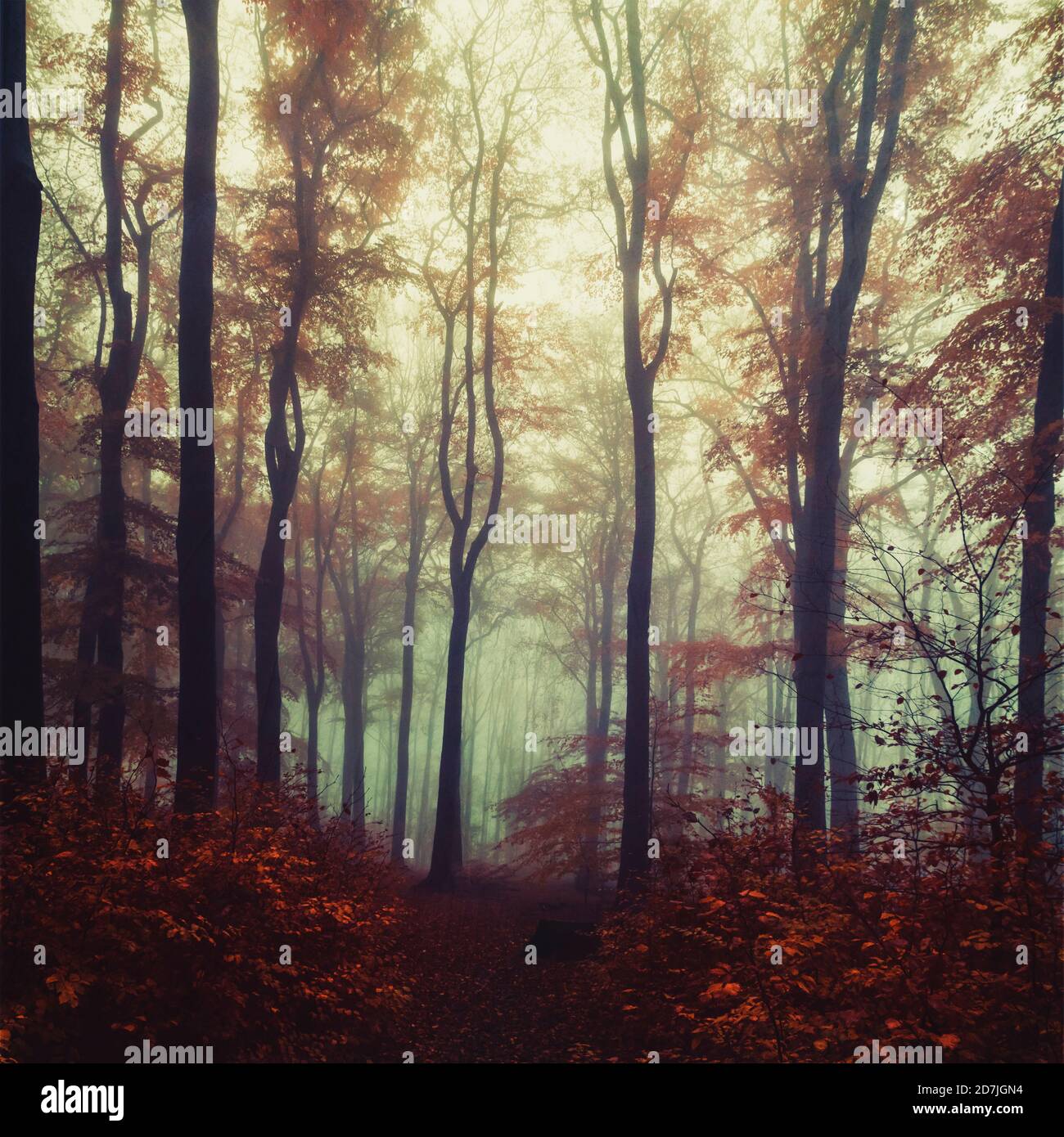 Misty dawn forest hi-res stock photography and images - Alamy