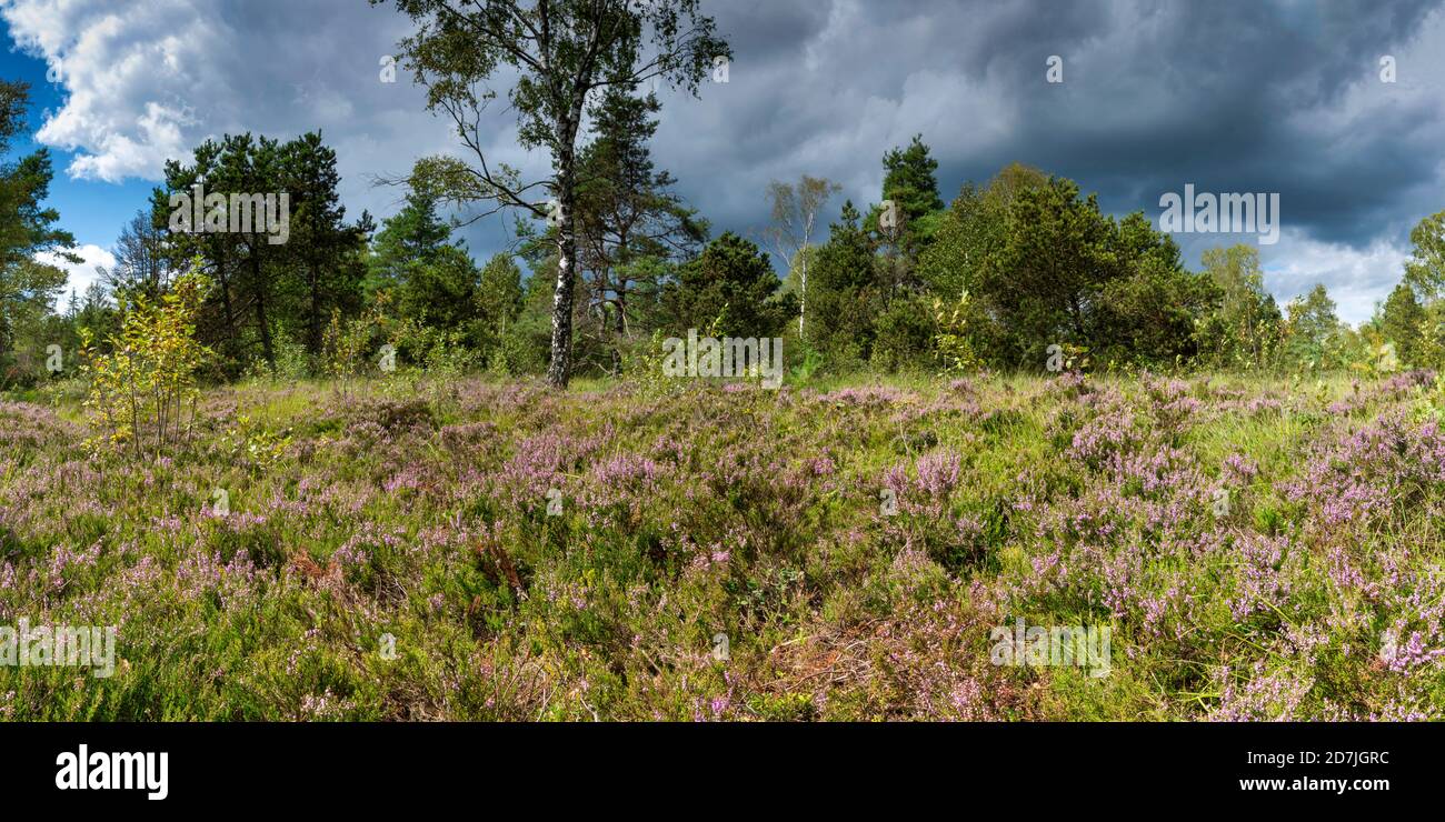 Heather in color hi-res stock photography and images - Alamy