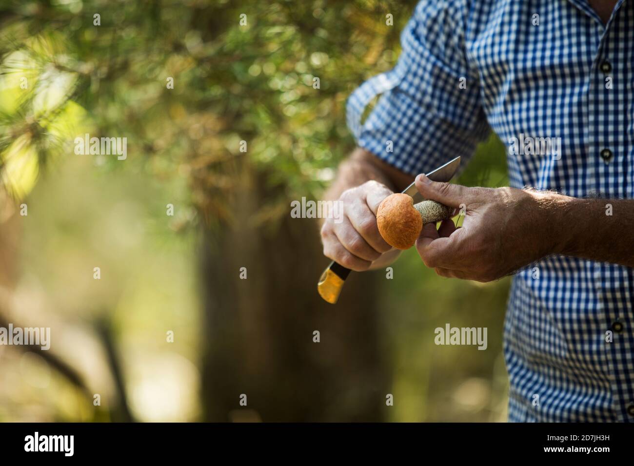 Cutting mushroom hi-res stock photography and images - Alamy