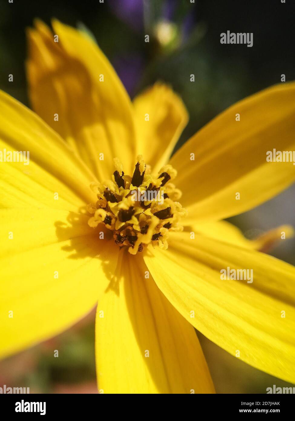 Coreopsis palmata hi-res stock photography and images - Alamy