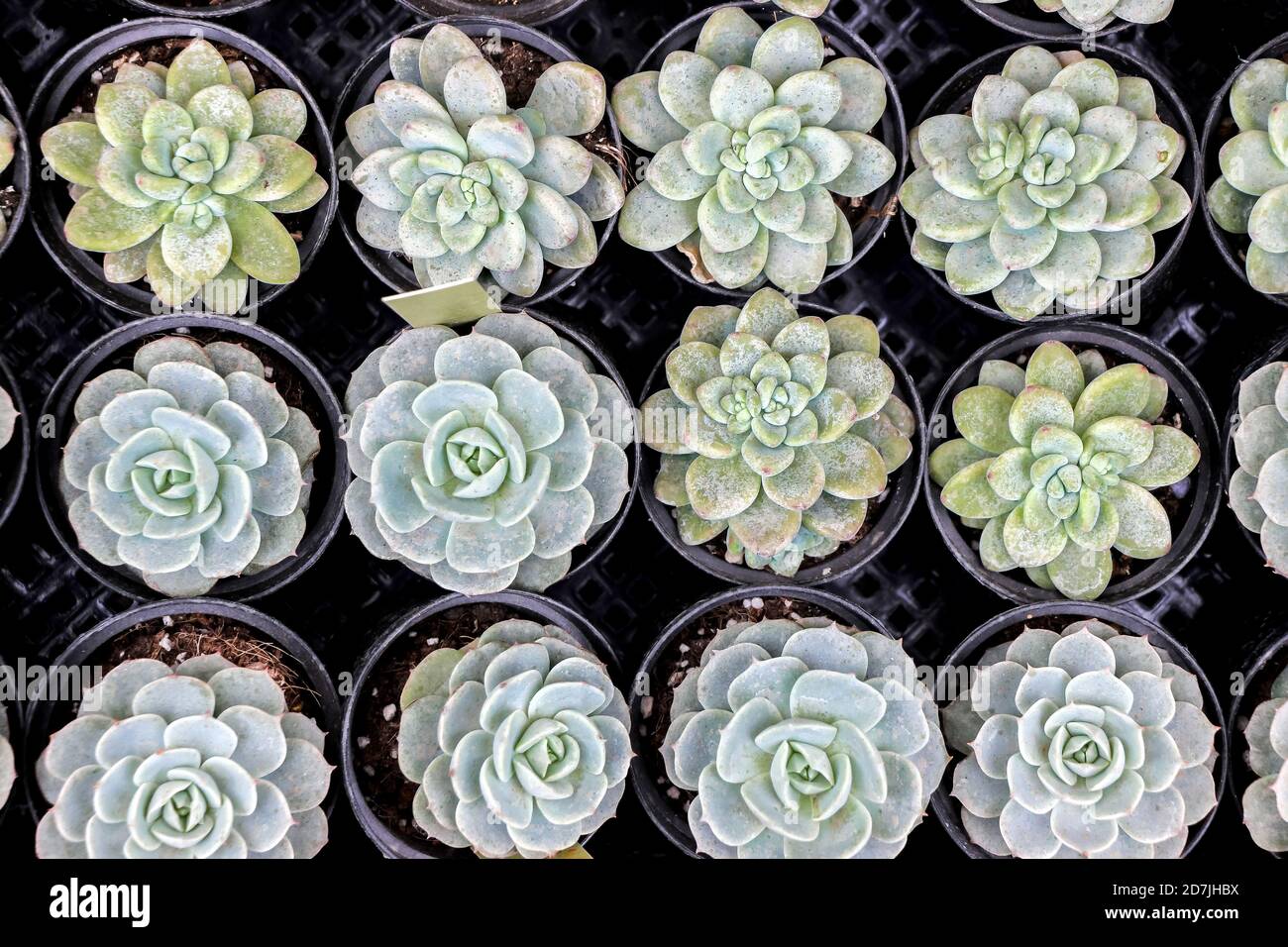 Flat lay home plants hi-res stock photography and images - Alamy