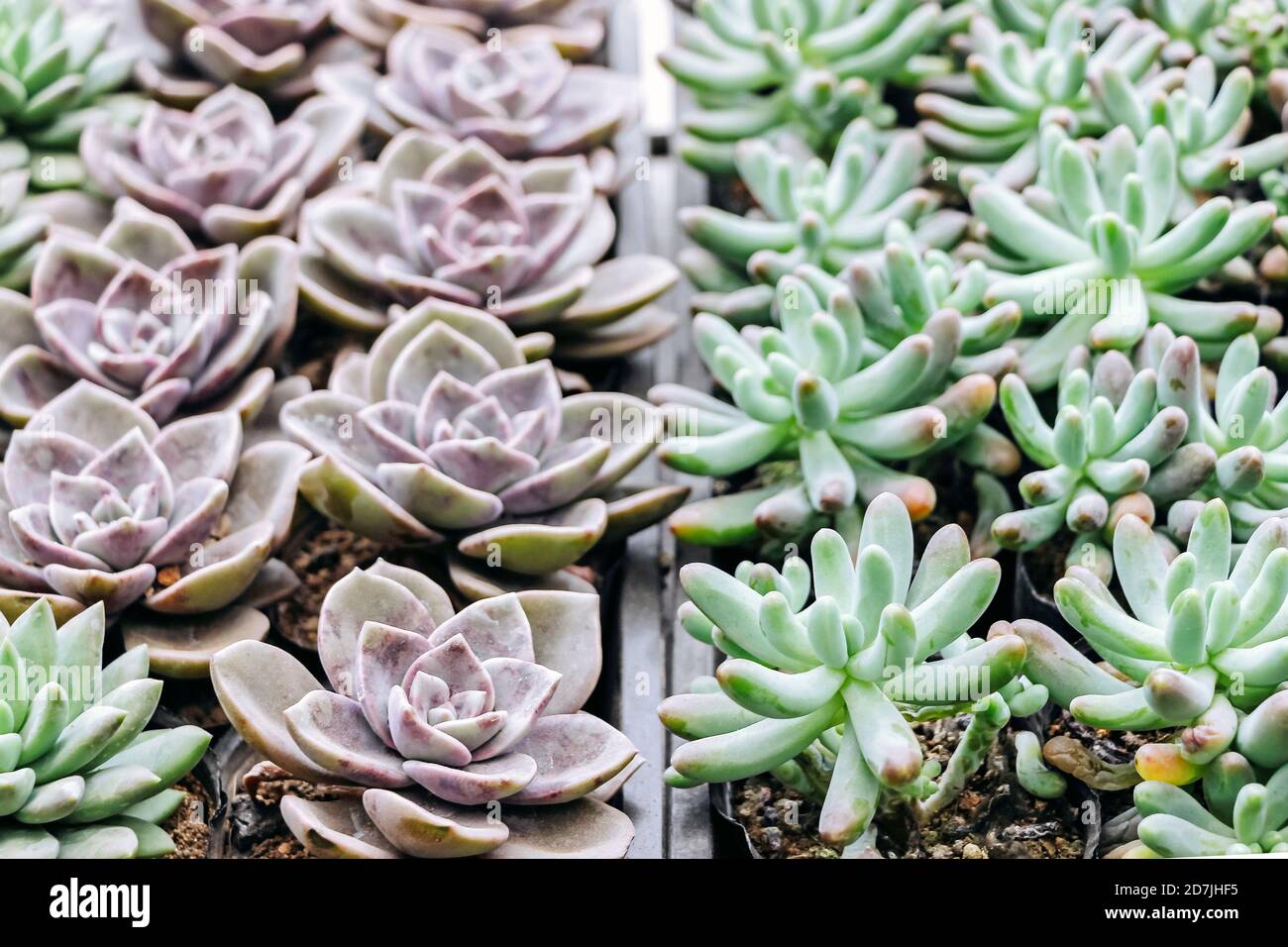 colorful succulent plants in pot in a row Stock Photo - Alamy