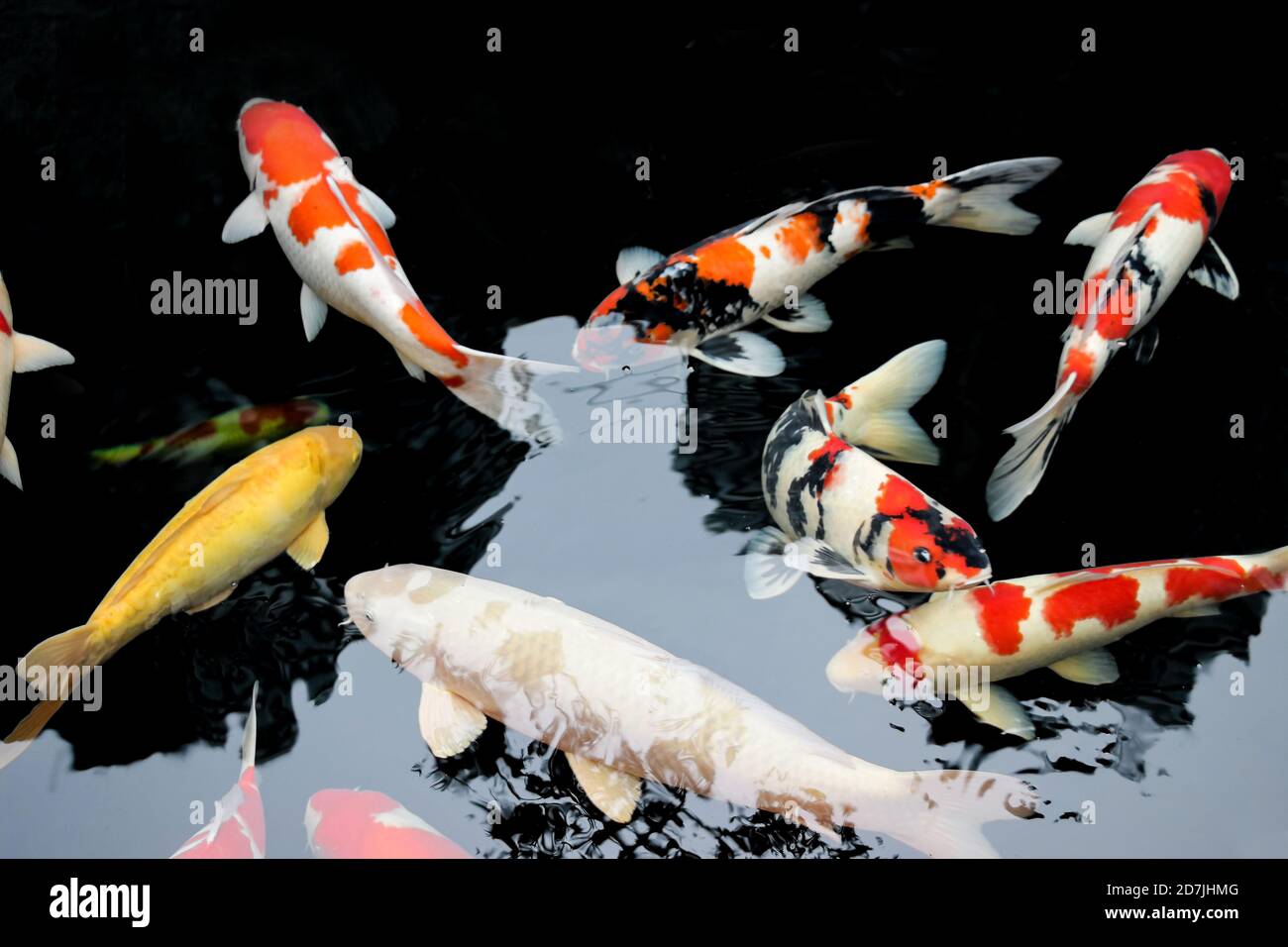colorful japanese koi fishes swimming in clear water Stock Photo - Alamy