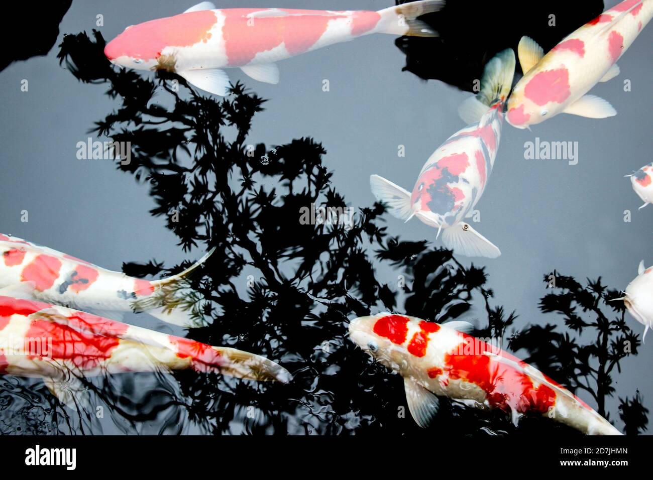 colorful japanese koi fishes swimming in clear water Stock Photo - Alamy