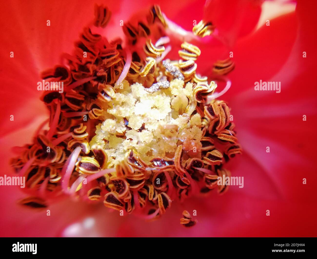 Rose seeds hi-res stock photography and images - Alamy