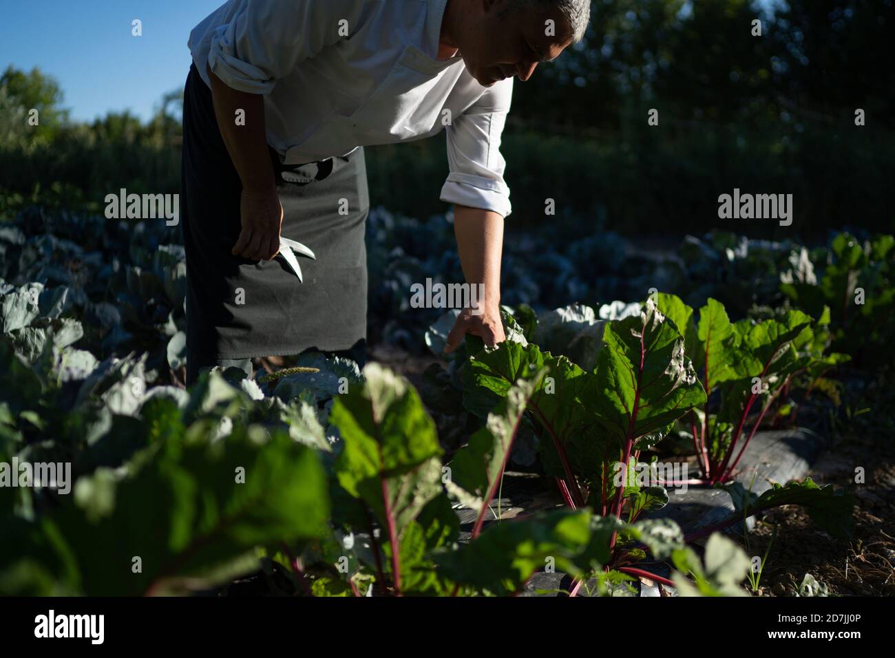 Male chef standing amidst leafy vegetables in orchard Stock Photo - Alamy