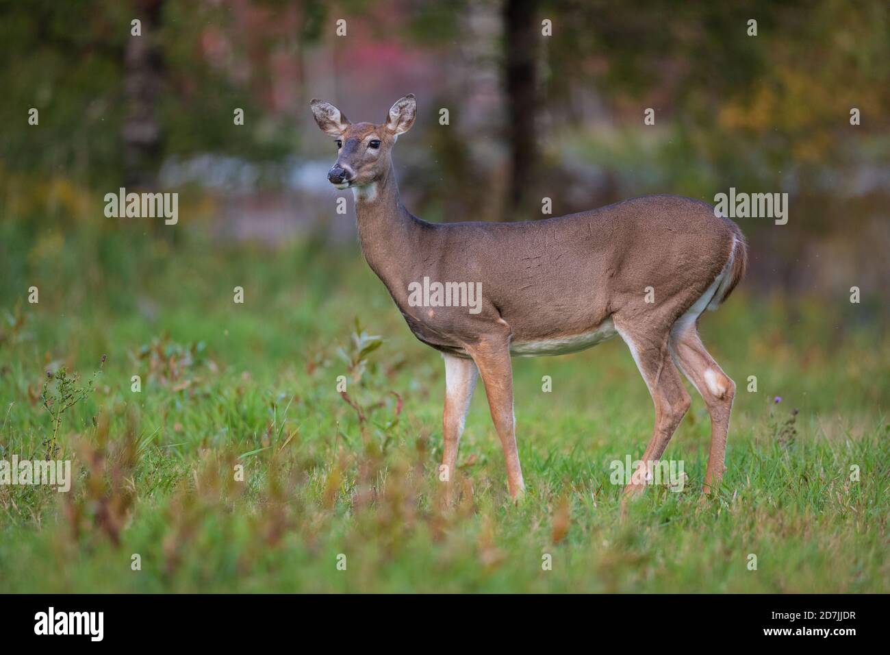 A white-tailed doe standing in an autumn field in northern Wisconsin ...