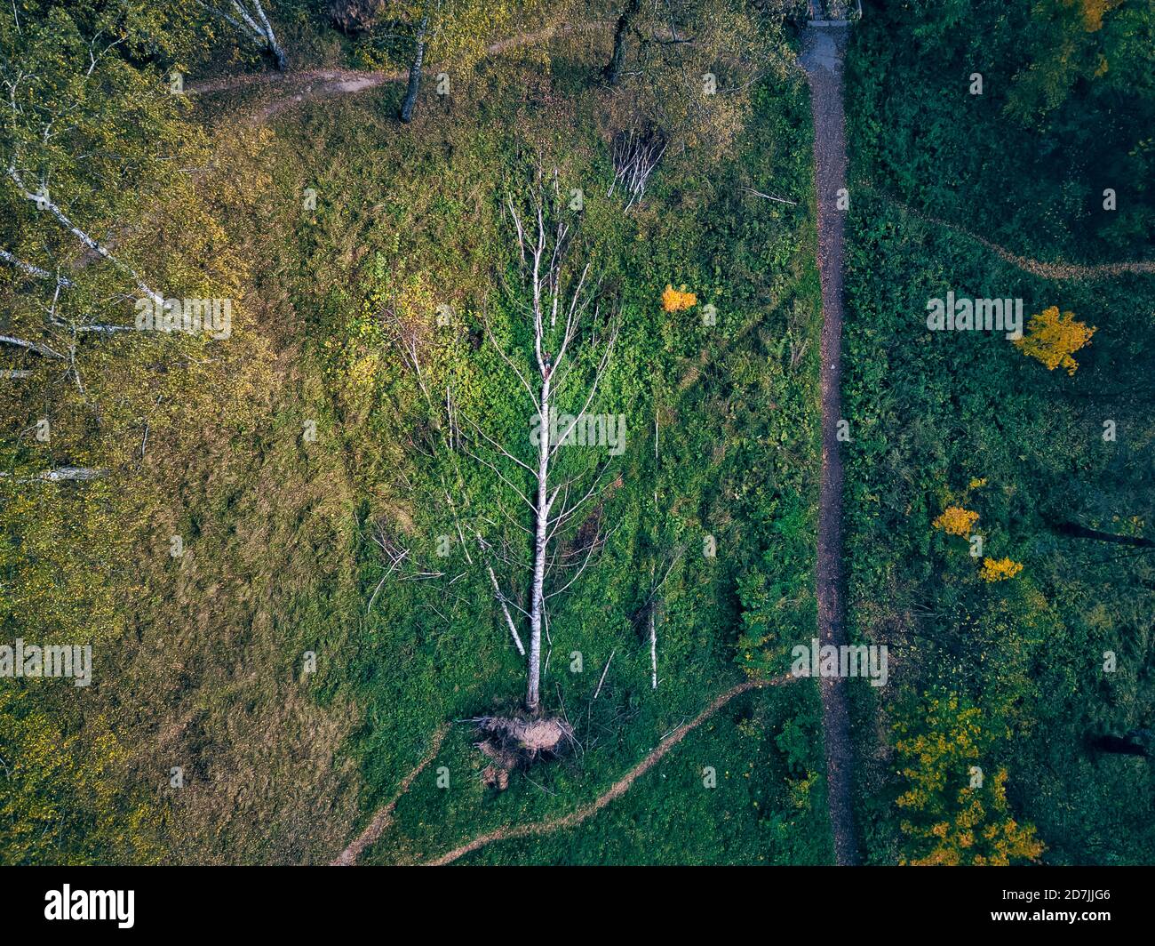 Drone in tree hi-res stock photography and images - Alamy