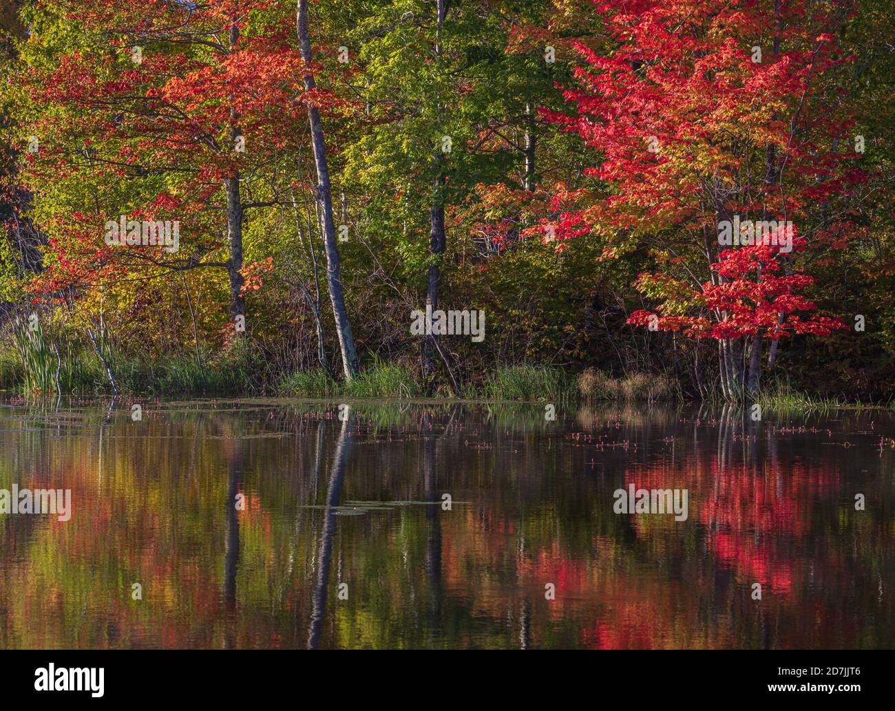 Fall colors on a wilderness lake in northern Wisconsin Stock Photo - Alamy
