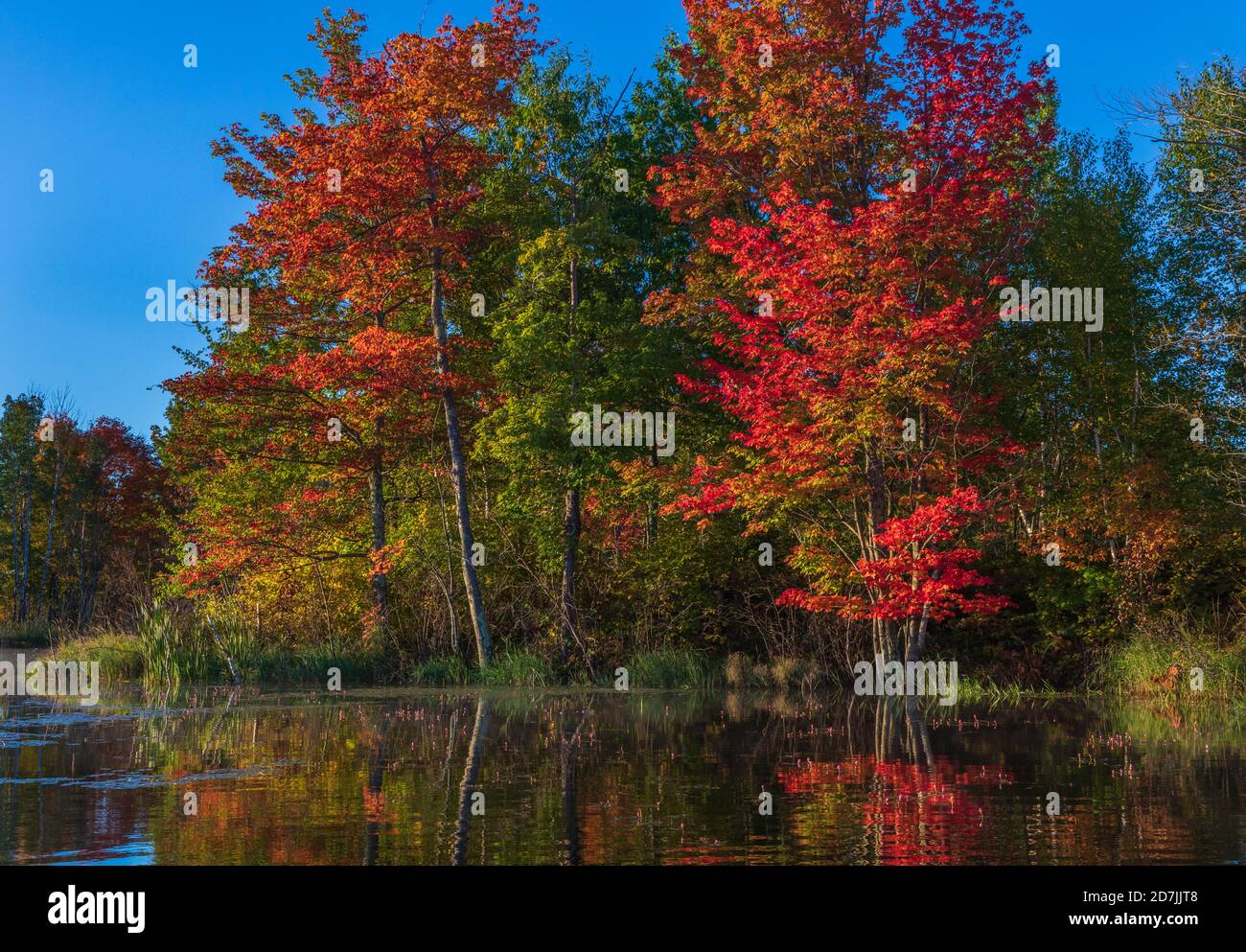 Fall colors on a wilderness lake in northern Wisconsin Stock Photo - Alamy