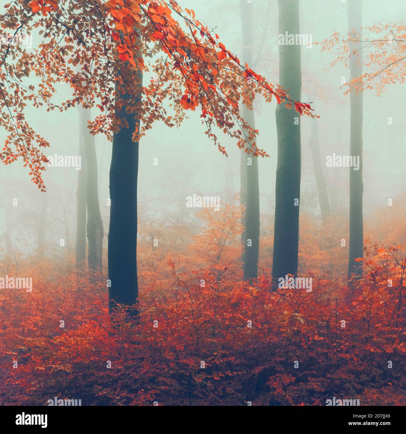 Misty dawn forest hi-res stock photography and images - Alamy