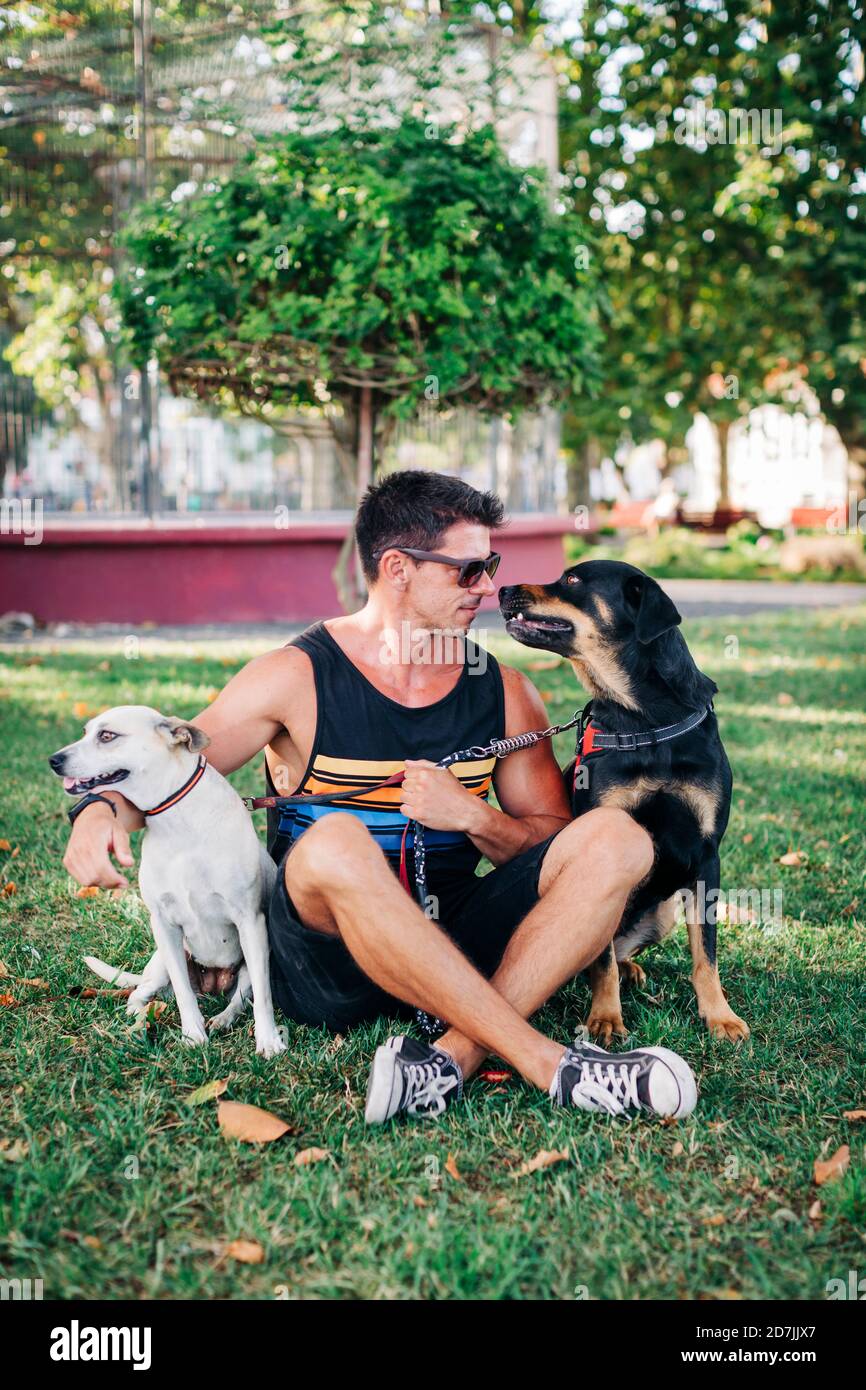 Handsome dogs hi-res stock photography and images - Alamy