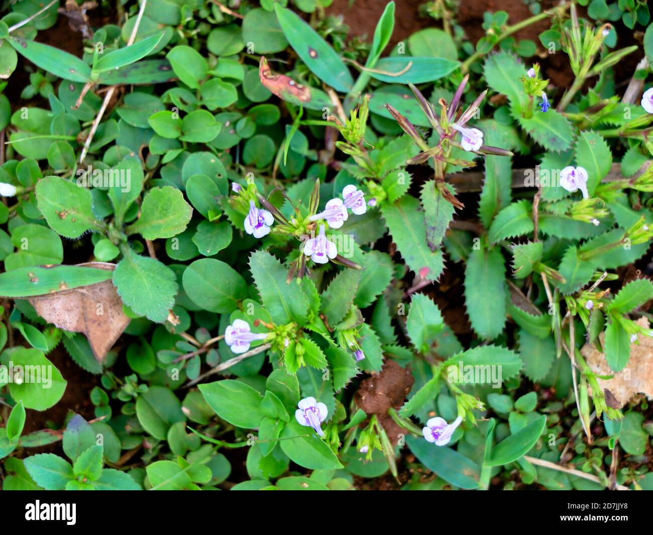 Beautiful tiny white and pink color flowers of a creeping weed in the ...