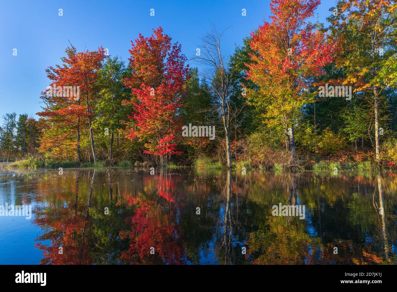 Fall colors on a wilderness lake in northern Wisconsin Stock Photo - Alamy