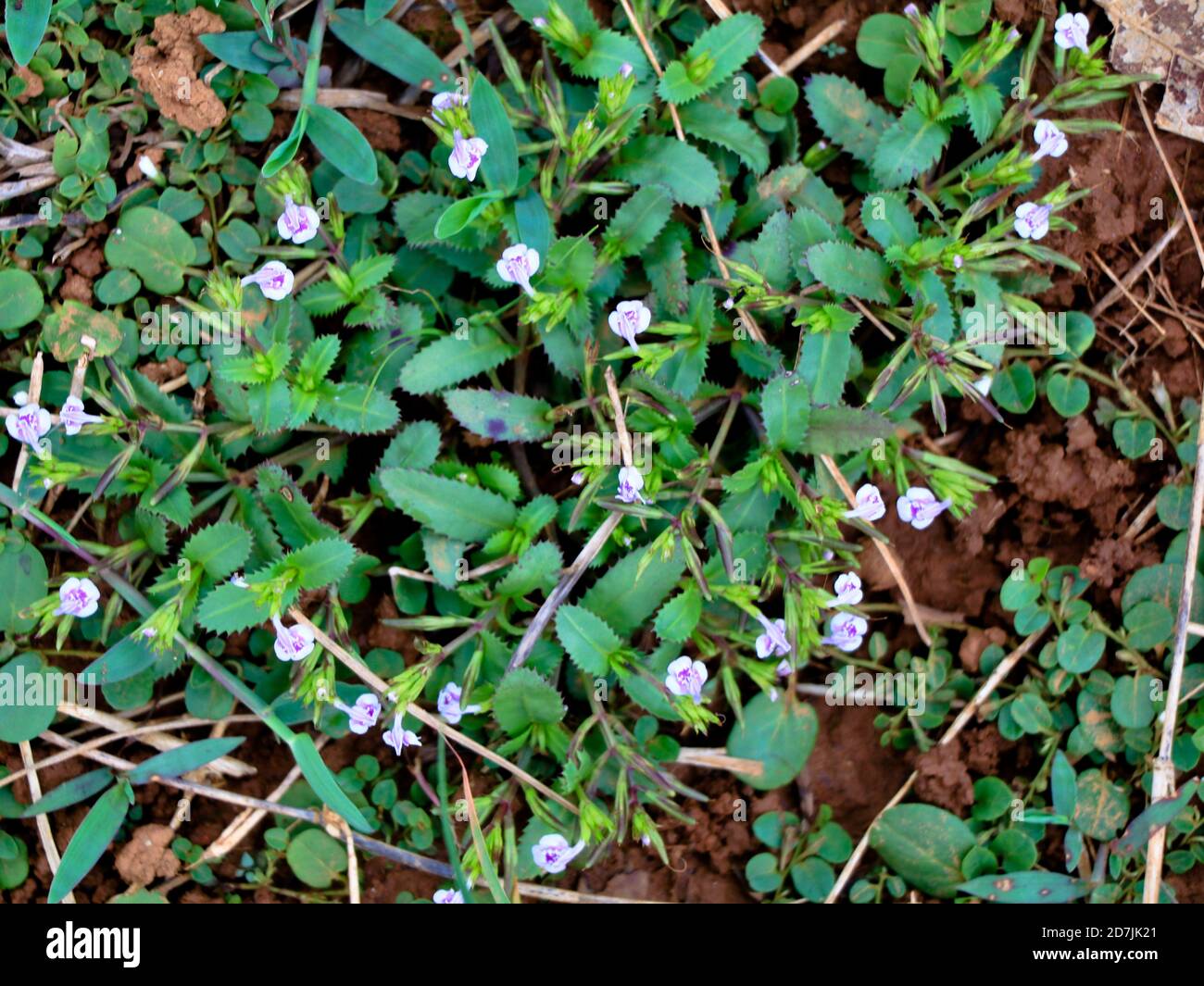 Beautiful tiny white and pink color flowers of a creeping weed in the ...