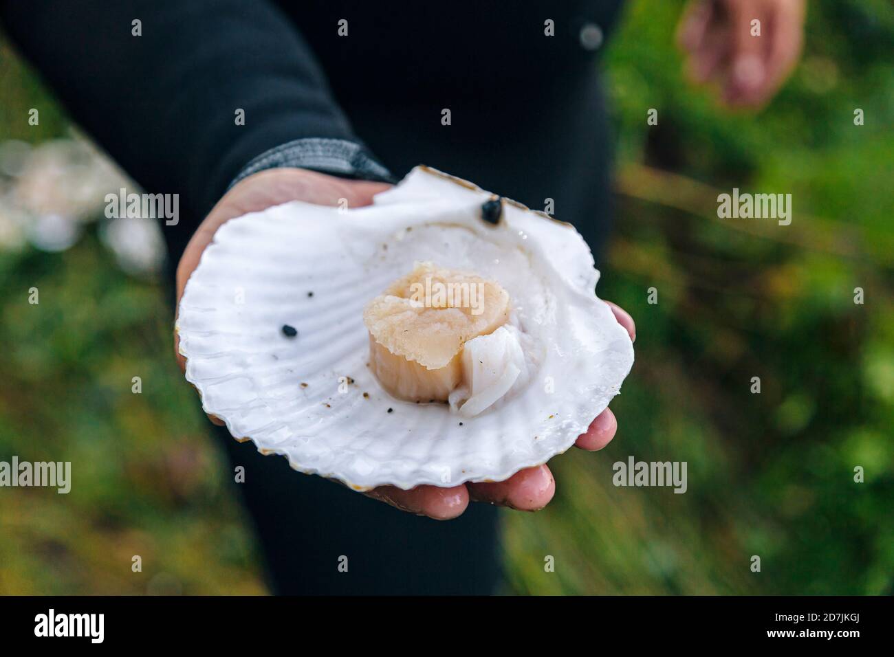 Man holding oyster shell while standing outdoors Stock Photo - Alamy