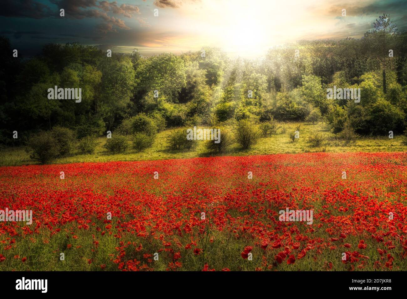 Poppy field images hi-res stock photography and images - Alamy