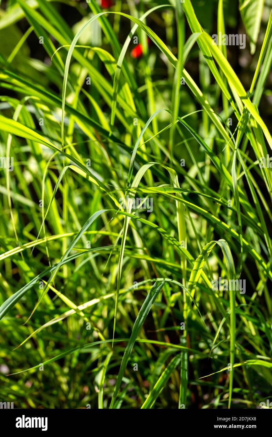 Green lemon grass growing outdoors Stock Photo - Alamy