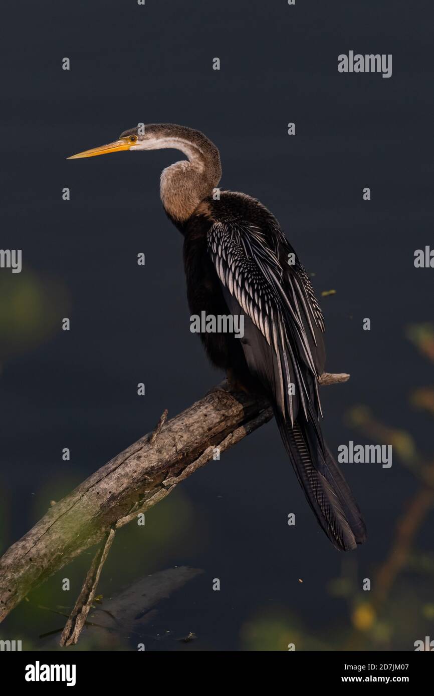 An oriental darter also called Indian darter siting in a tree branch at ...