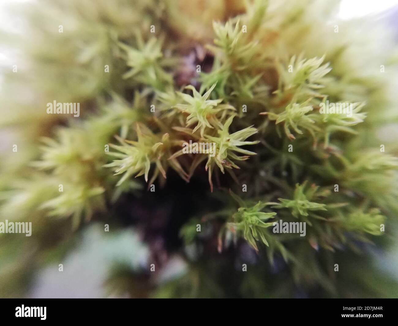 spiky moss on wood in the forest, macrophotography Stock Photo - Alamy