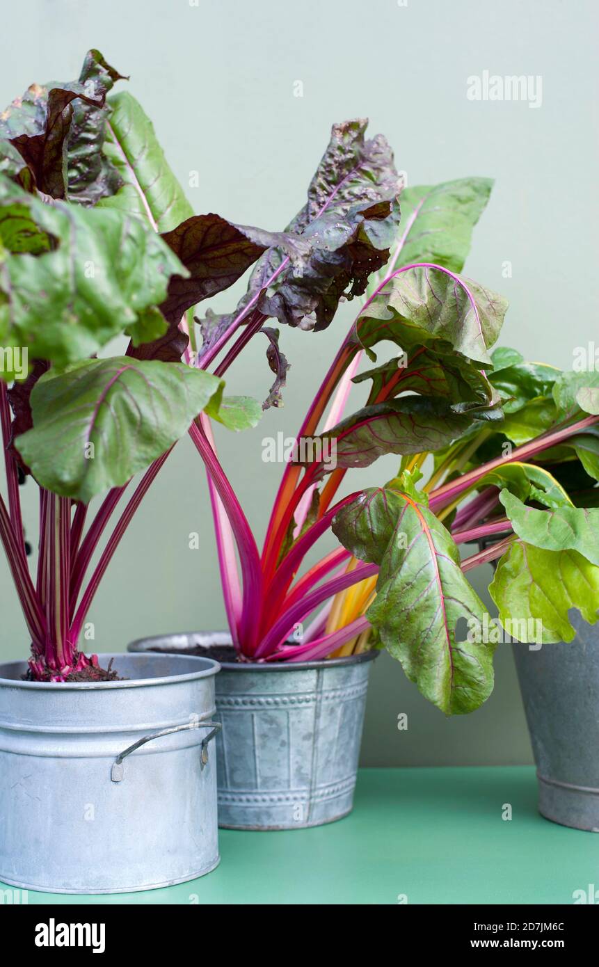 Cultivated homegrown hi-res stock photography and images - Alamy